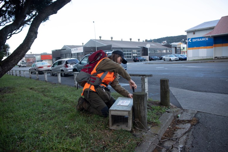 Predator Free Wellington – Run Wellington